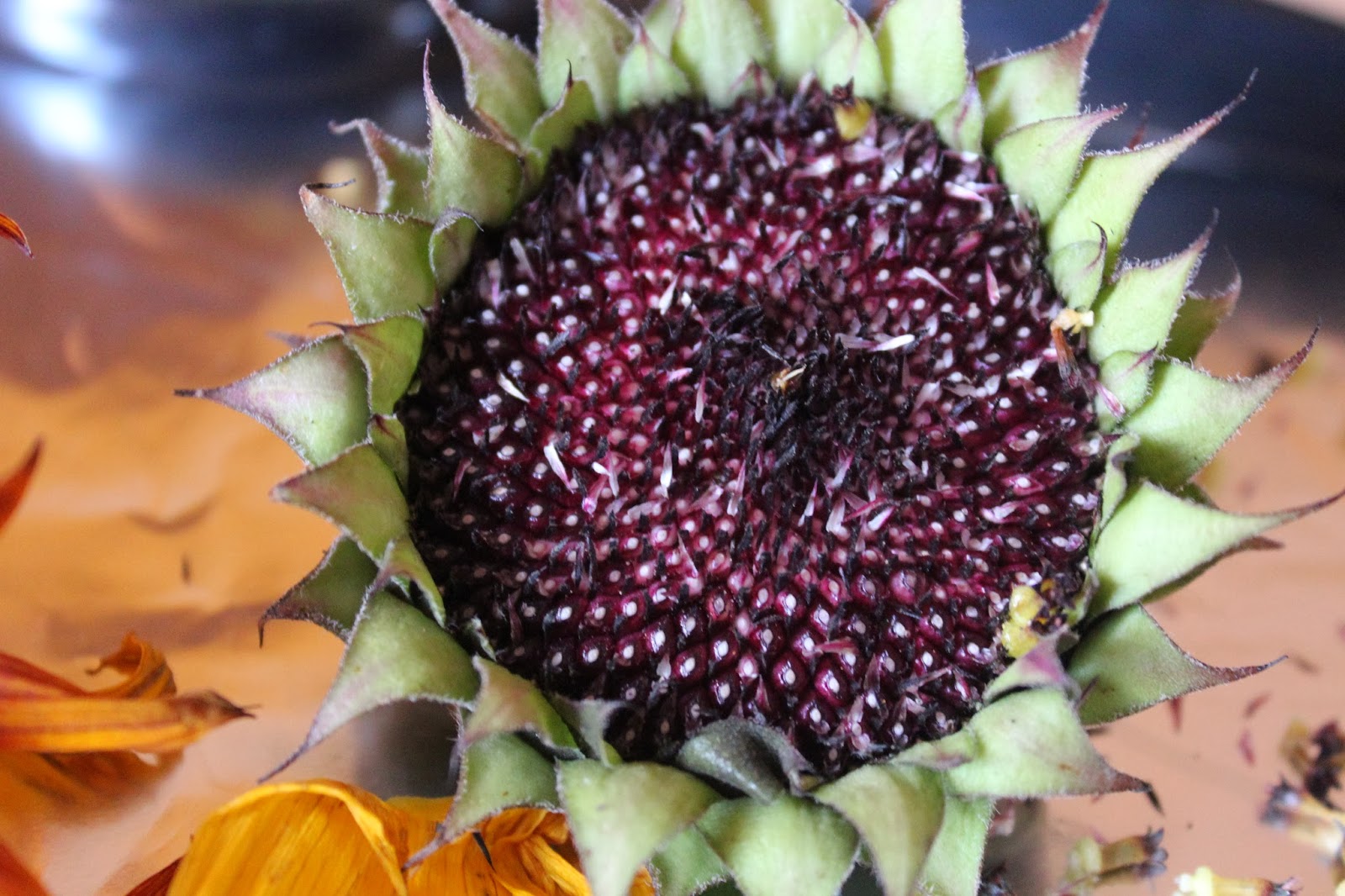 Sunflower "Dissection" :: October Nature Study