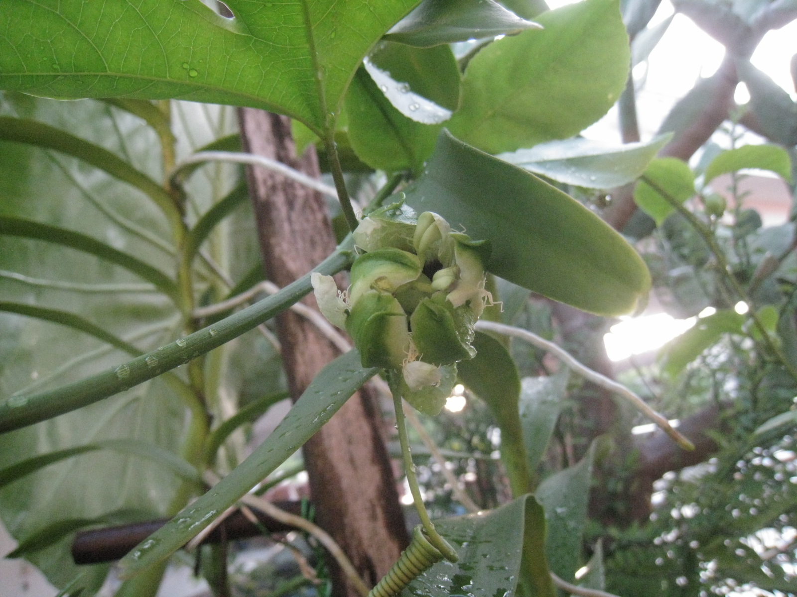 Pokok Buah Markisa a.k.a. Passion Fruit | Oven Comei Saya...