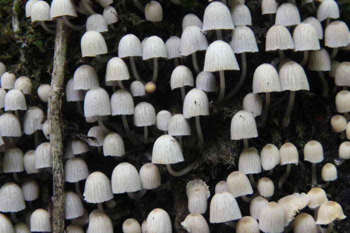 El mundo microscópico de los hongos: Basidiomicetos