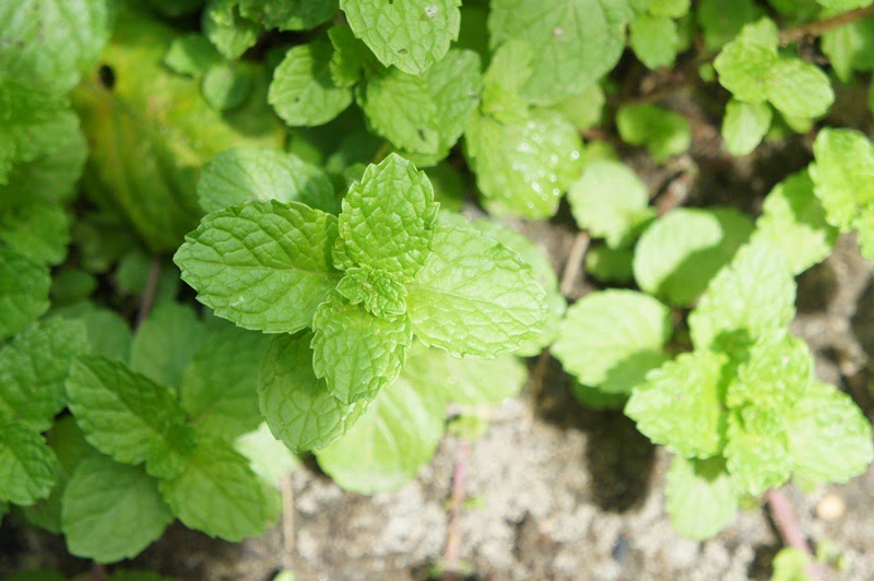 Healing Wonders Of Herbs: HERBAL MEDICATION OF RHEUMATISM OR RHEUMATIC ...