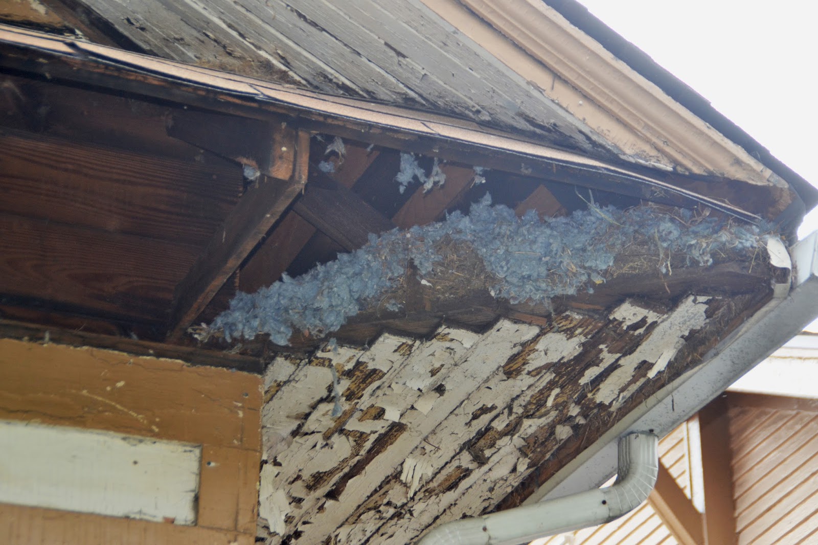 Our Tiny Oak Park Bungalow: Soffit and Fascia Demolition and Reconstruction