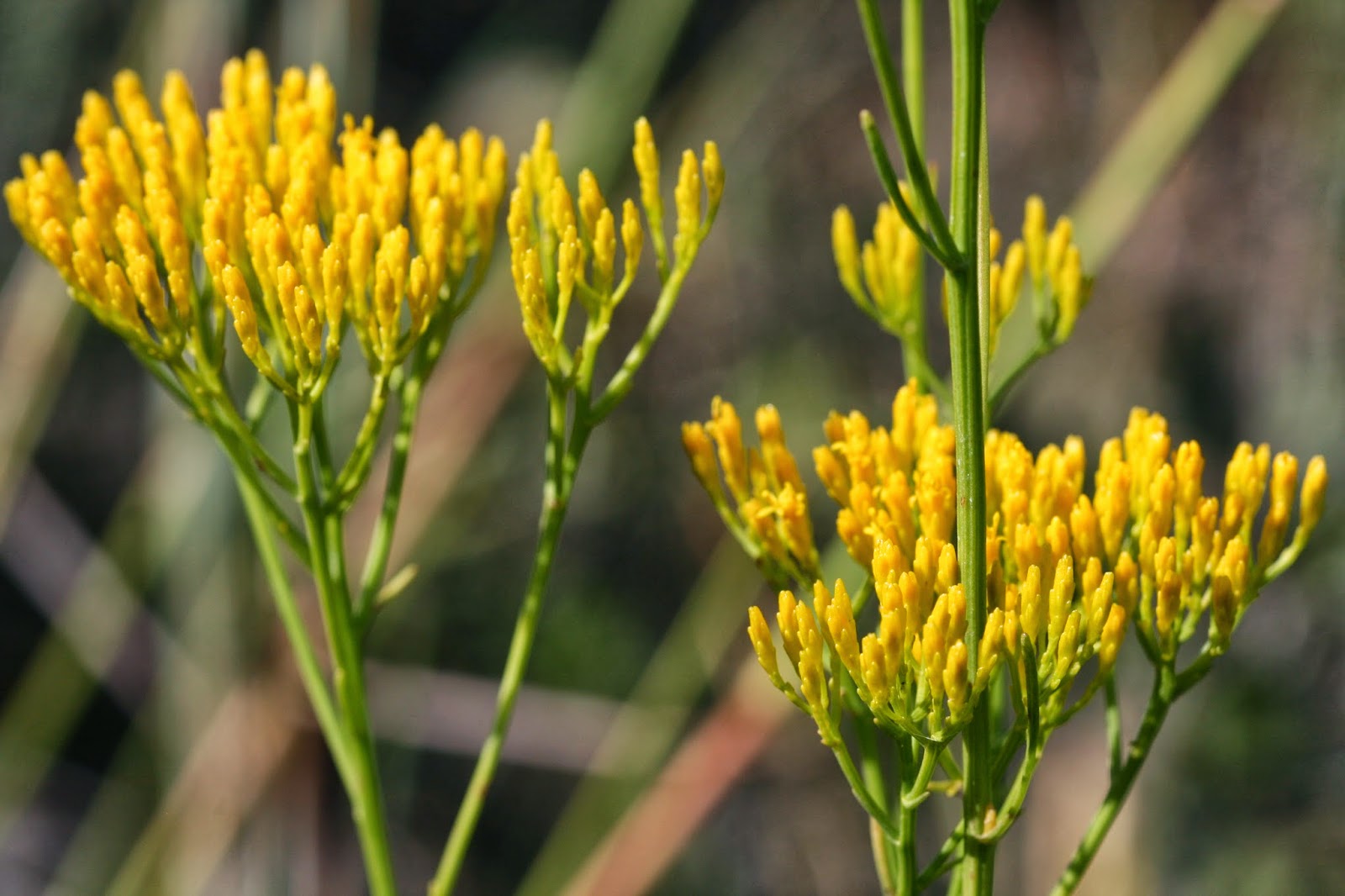 Native Florida Wildflowers: Coastalplain Rayless Goldenrod - Bigelowia ...