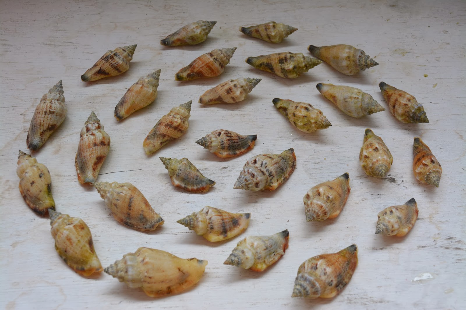 I Am Fatin :. *~: [Recipe - Sabahan] Tumis Pedas Siput Kahanga (makanan ...