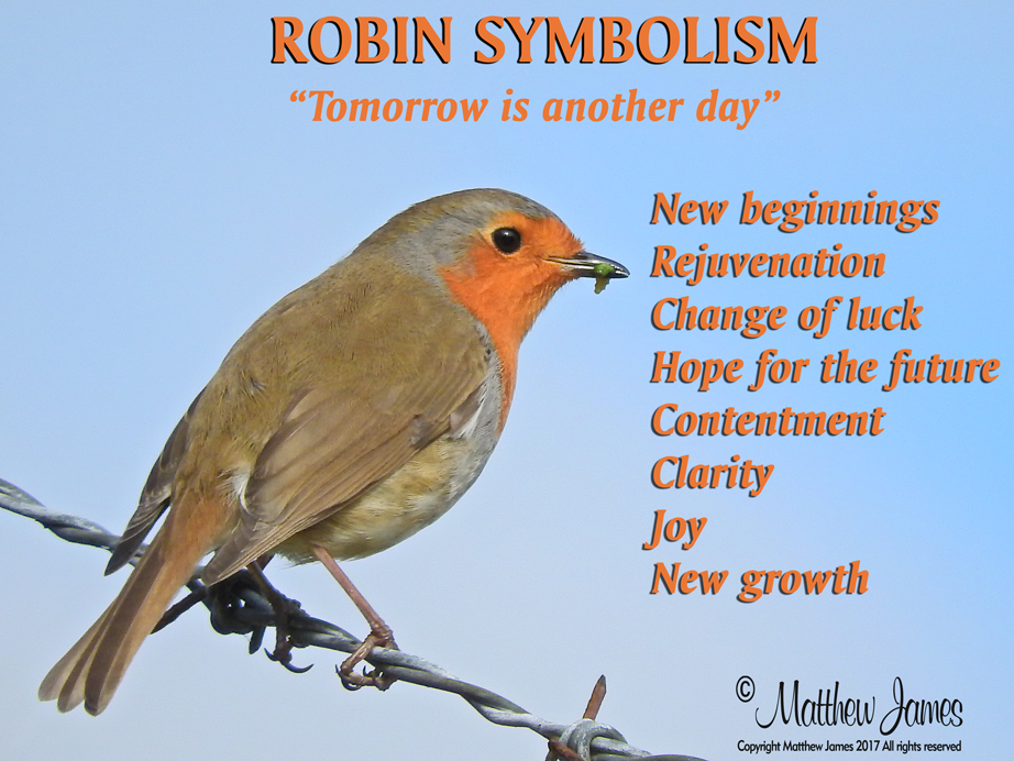 A Light In The Darkness Robin Symbolism a-light-in-the-darkness-robin-symbolism