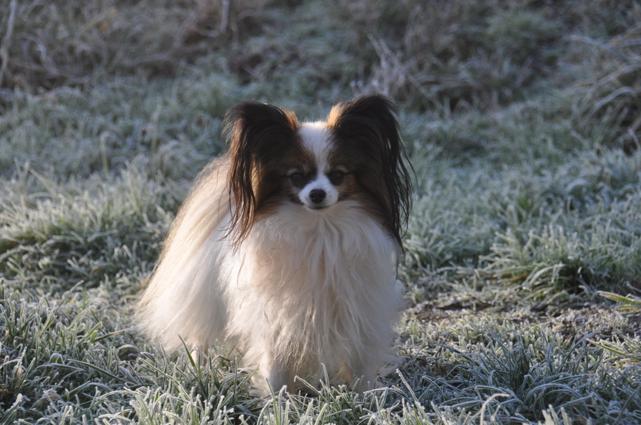 Road's End Papillons : The Papillon Is One of the Oldest Toy Spaniels ...
