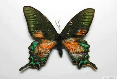 Menakjubkan ! Lukisan Di Sayap Rama-Rama | Oh MY! Media