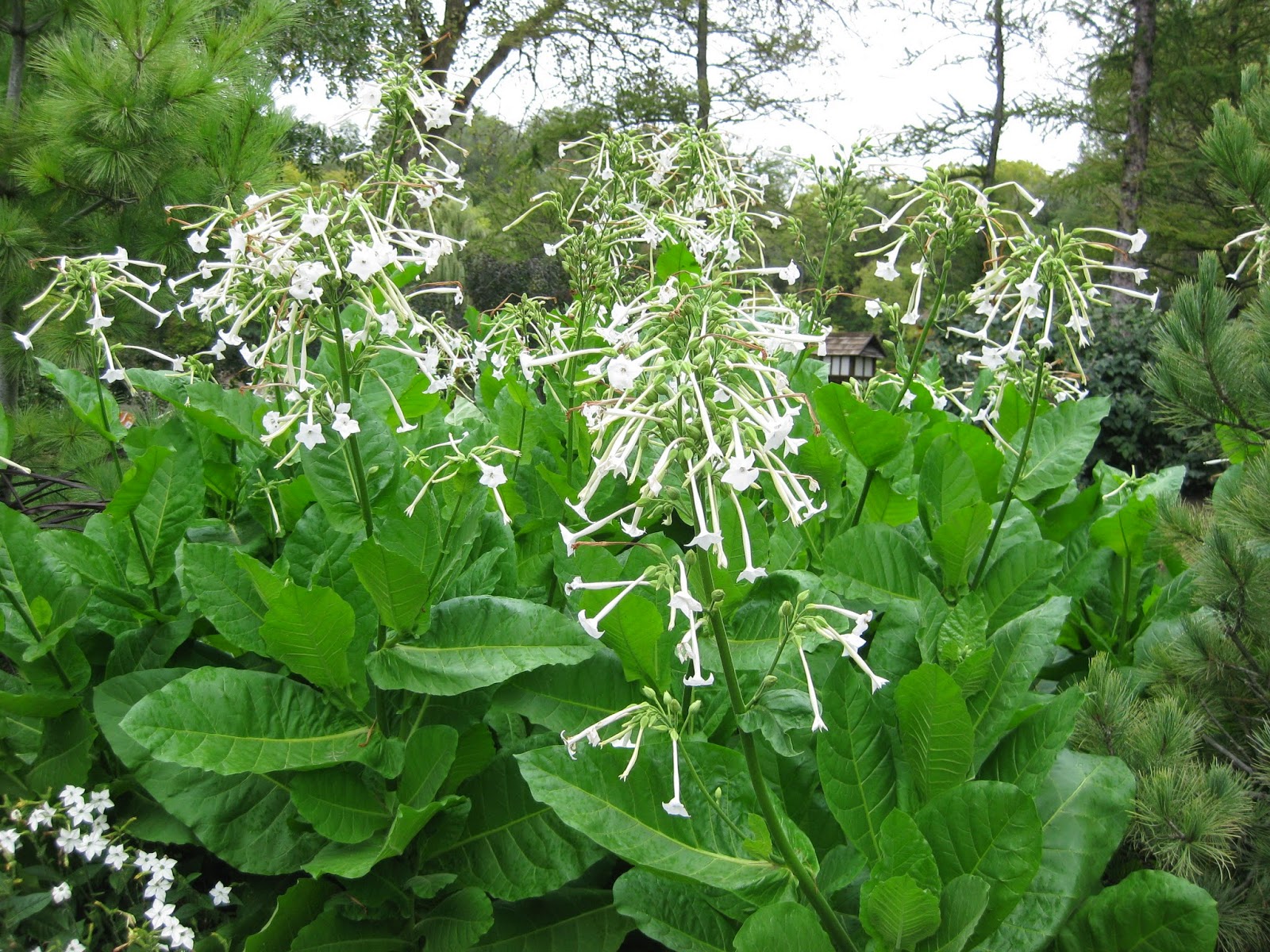 Rotary Botanical Gardens - Hort Blog: Nifty Nicotiana