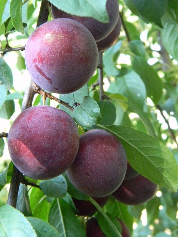 Sandra's Garden: Yummy Plums!