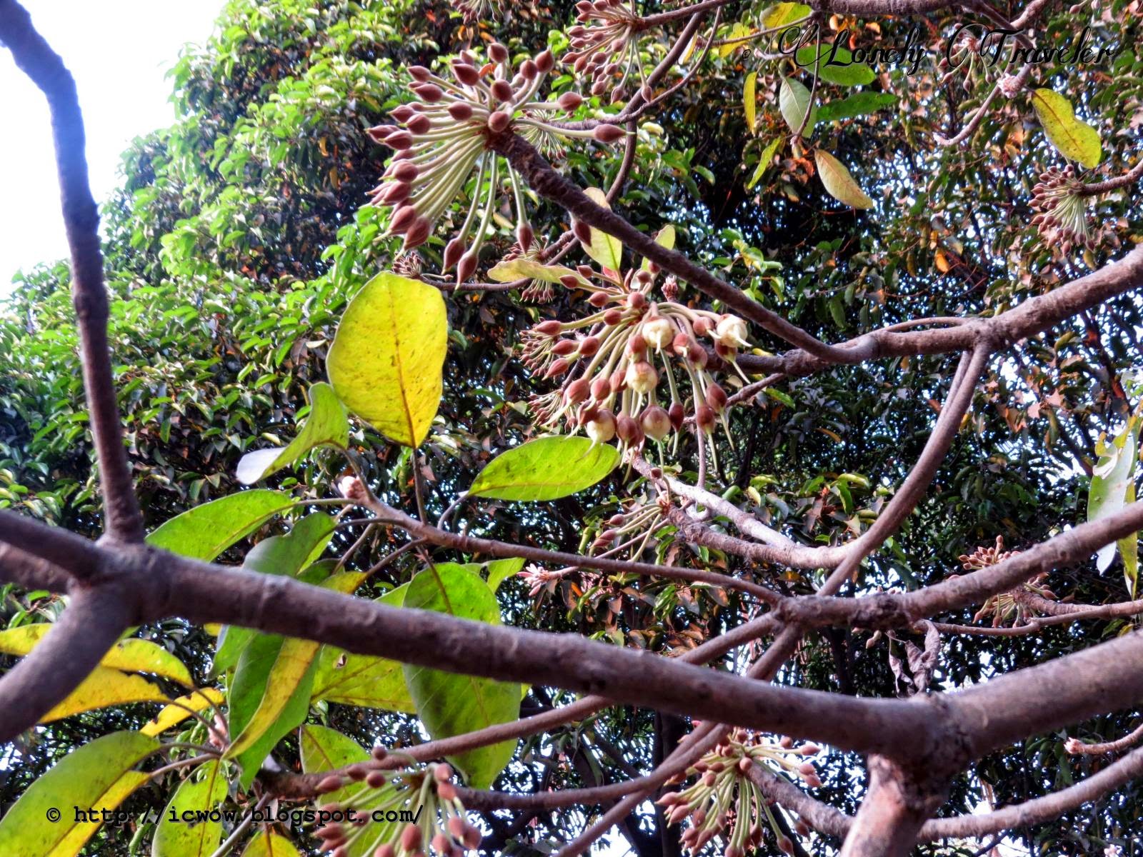 Mohua ful (মহুয়া ফুল) - Madhuca longifolia
