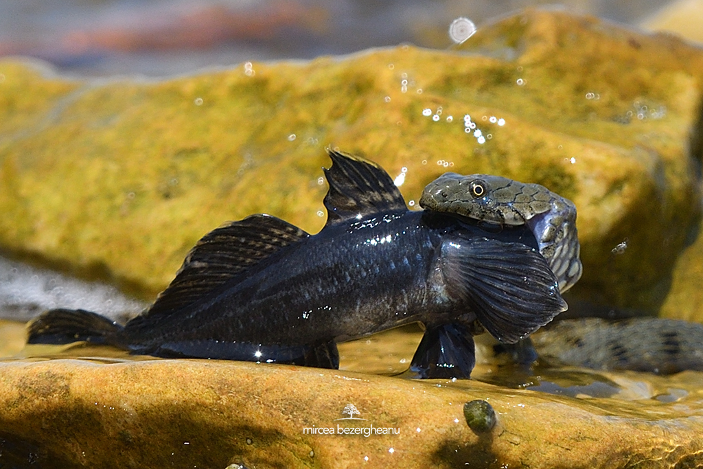 Șarpele, Guvidul și Egreta. Care pe care!