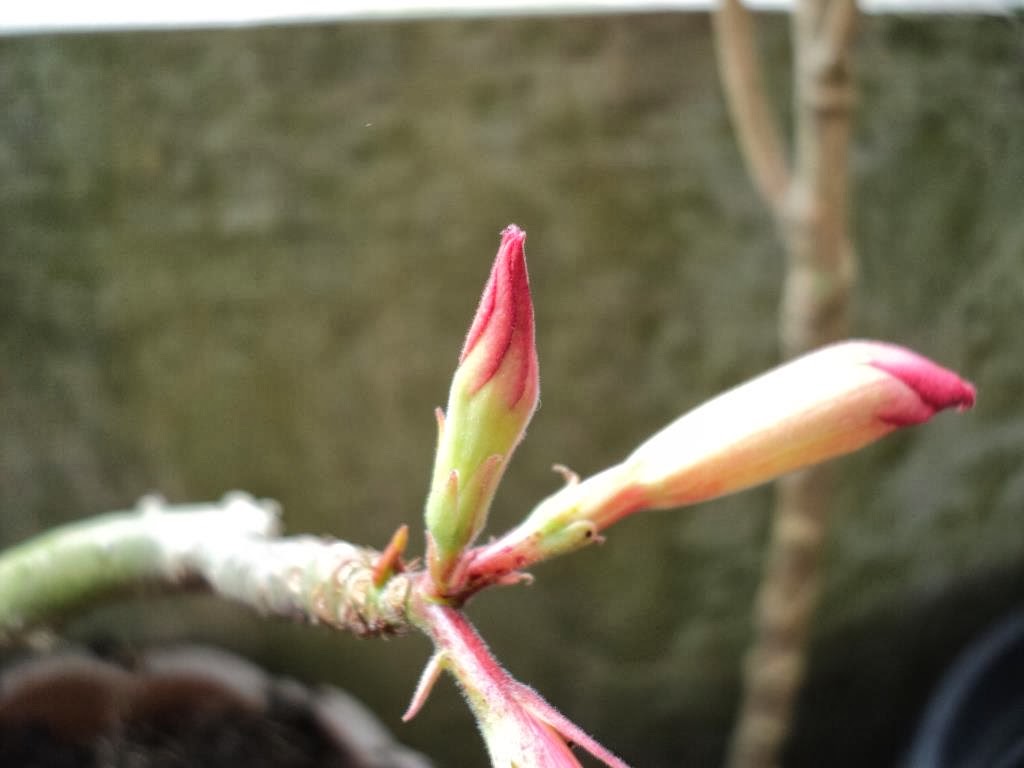 Red Plumeria or Frangipani or Bunga Kamboja Merah (Indonesia)