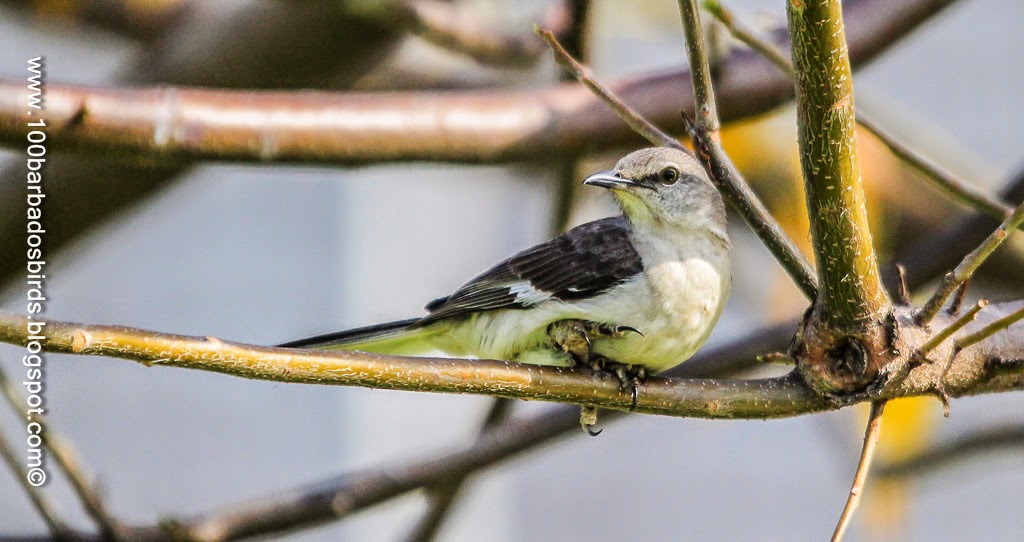 Birds of Barbados: Birding Five Islands in Six Days - Puerto Rico