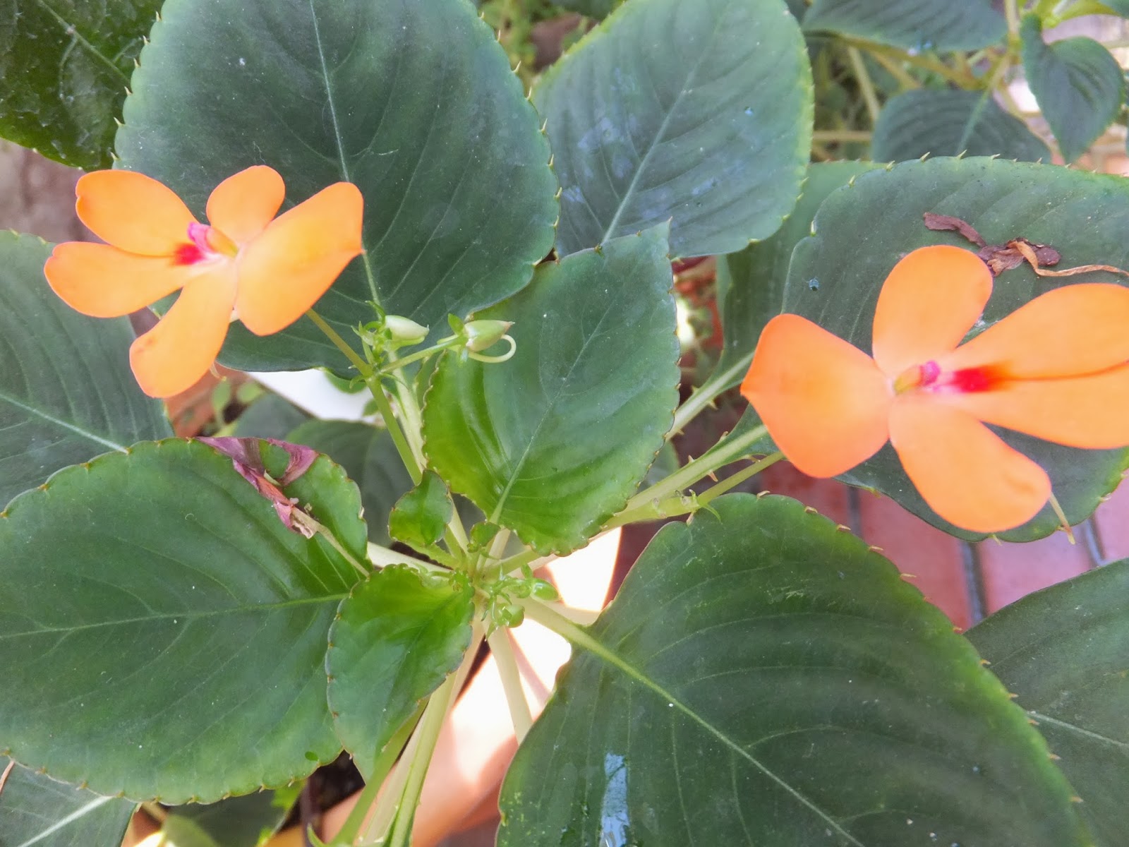 Annen jutut: KASVITIETEELLINEN PUUTARHA HELSINKI 6