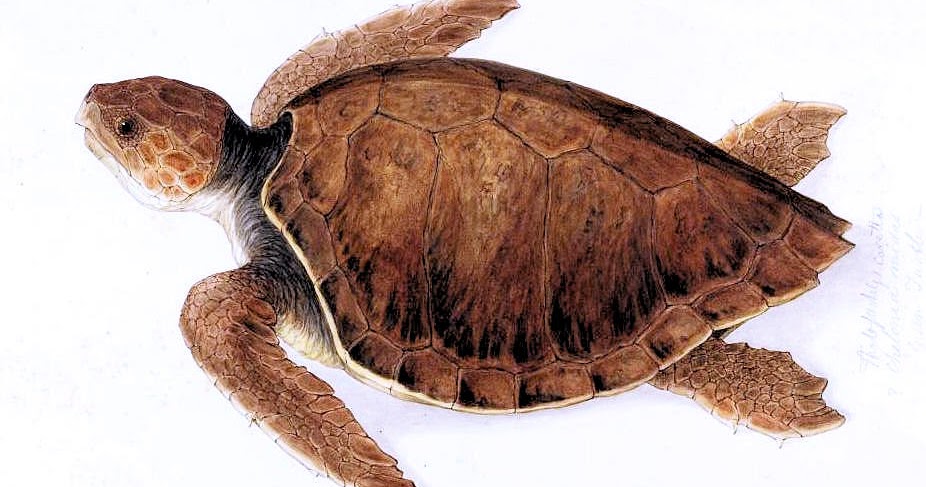 Vintage Tlc: Large Turtle, Printable Vintage......