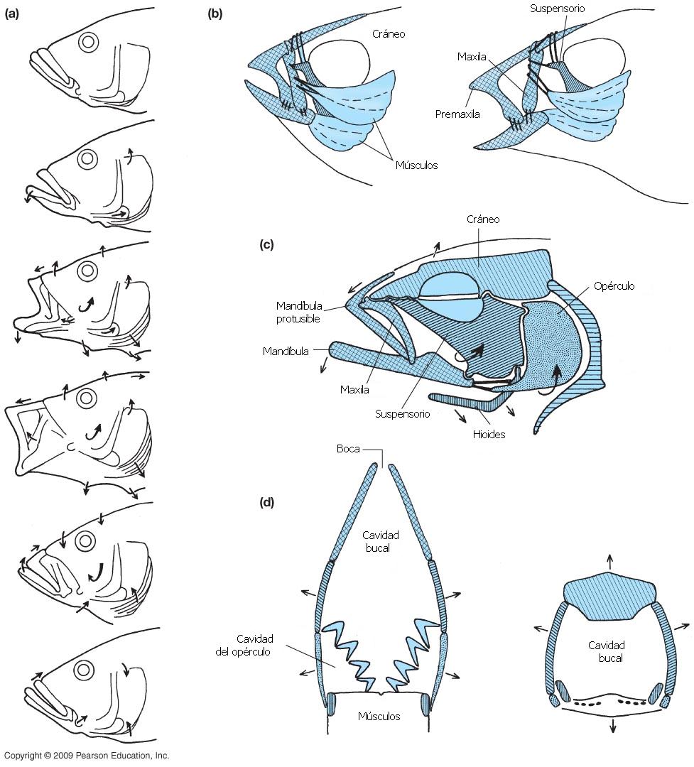 Info animales: DIENTES DE PECES ÓSEOS