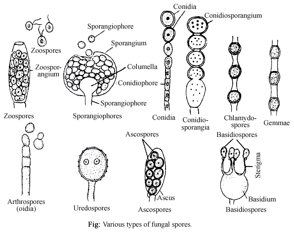 GENERAL CHARACTERISTICS OF FUNGI - HABITAT, NUTRITION, VEGETATIVE ...