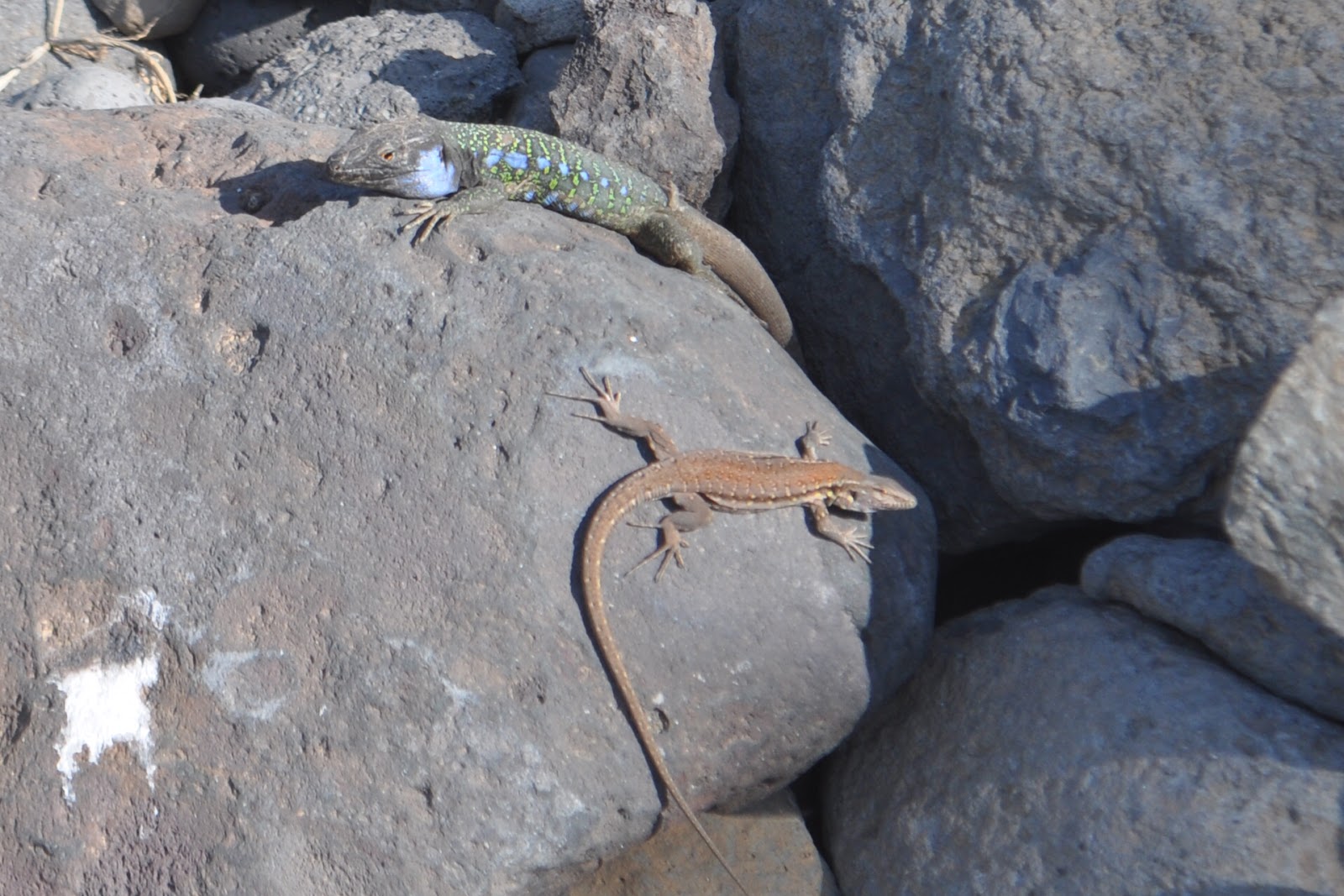 ZOOTOGRAFIANDO (6.100 ANIMALS): LAGARTO TIZÓN DE CANARIAS / GALLOT´S ...