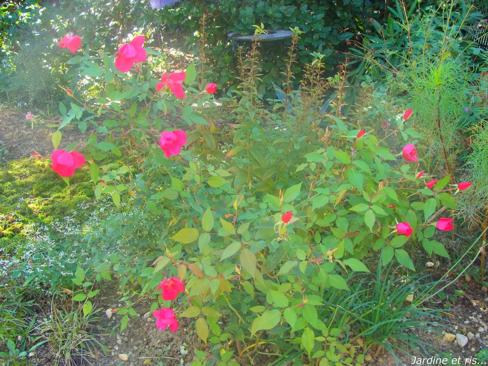 Jardine & ris...: La belle saison des fruits rouges...