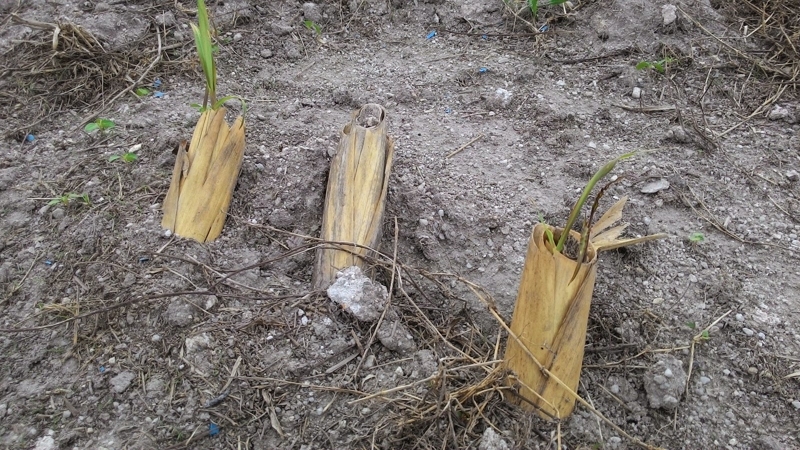 Tanam tebu di pinggir bibir : Teknik menanam tebu
