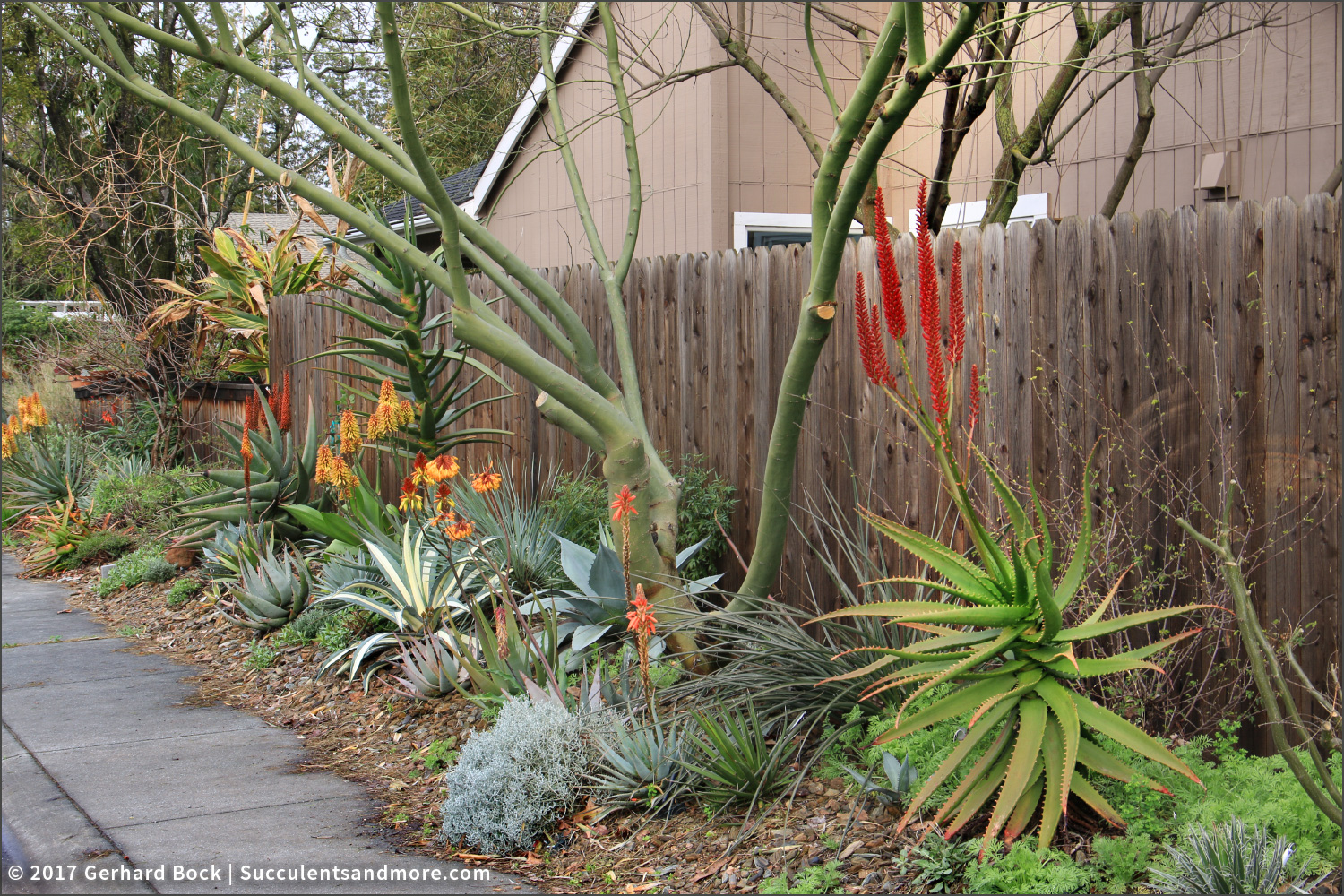 Aloes in the front yard finally blooming (Feb. 2017)