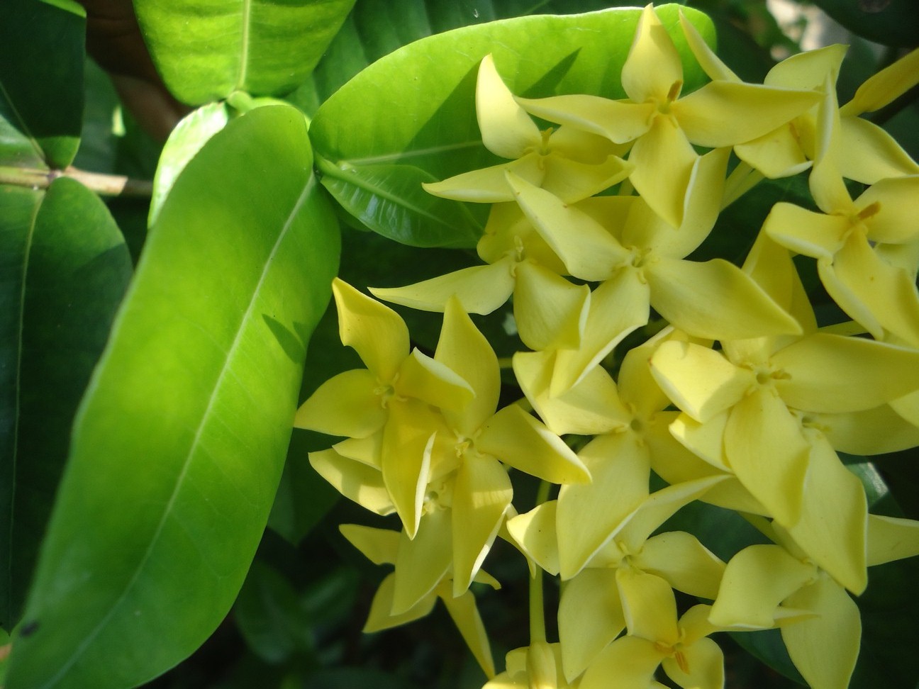 WALLPAPER BUNGA SOKA KUNING ROMANTIS - Rumah Daun Muda