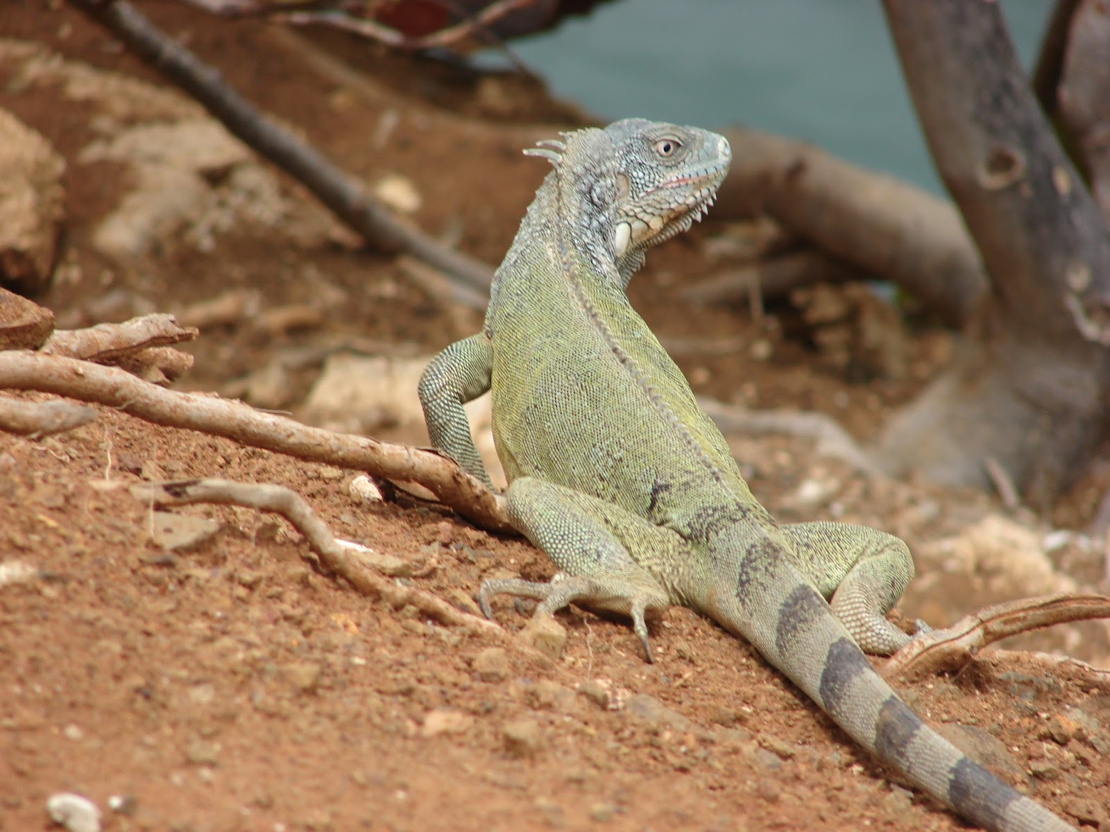 The Taste of Travel: Be adventurous – Try Iguana Soup