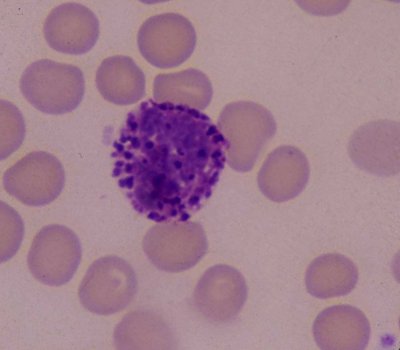 MEDICINA...: SERIE BLANCA