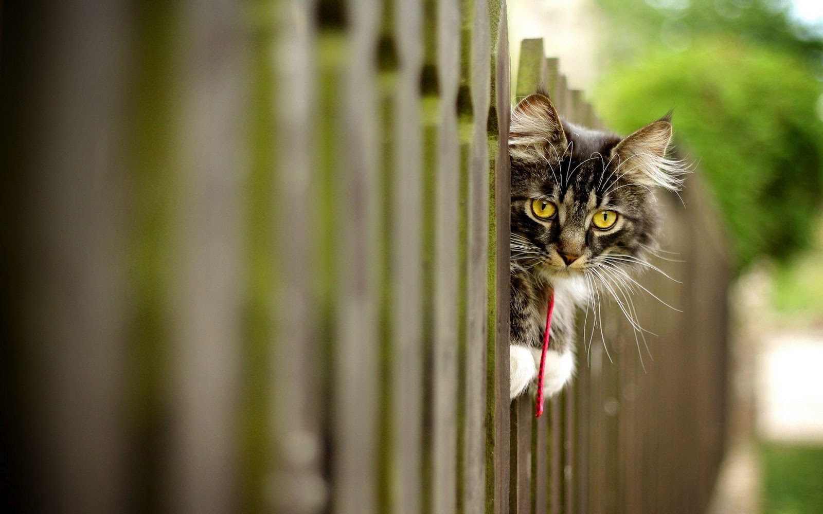 40 mooie katten achtergronden en foto's