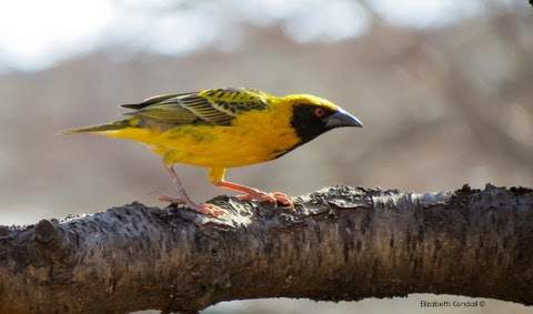 Kreatiewe Joernaal: kransduif