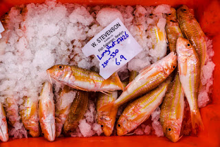 Through the Gaps! - Newlyn Fishing News: "A fish-frail of stout" on ...