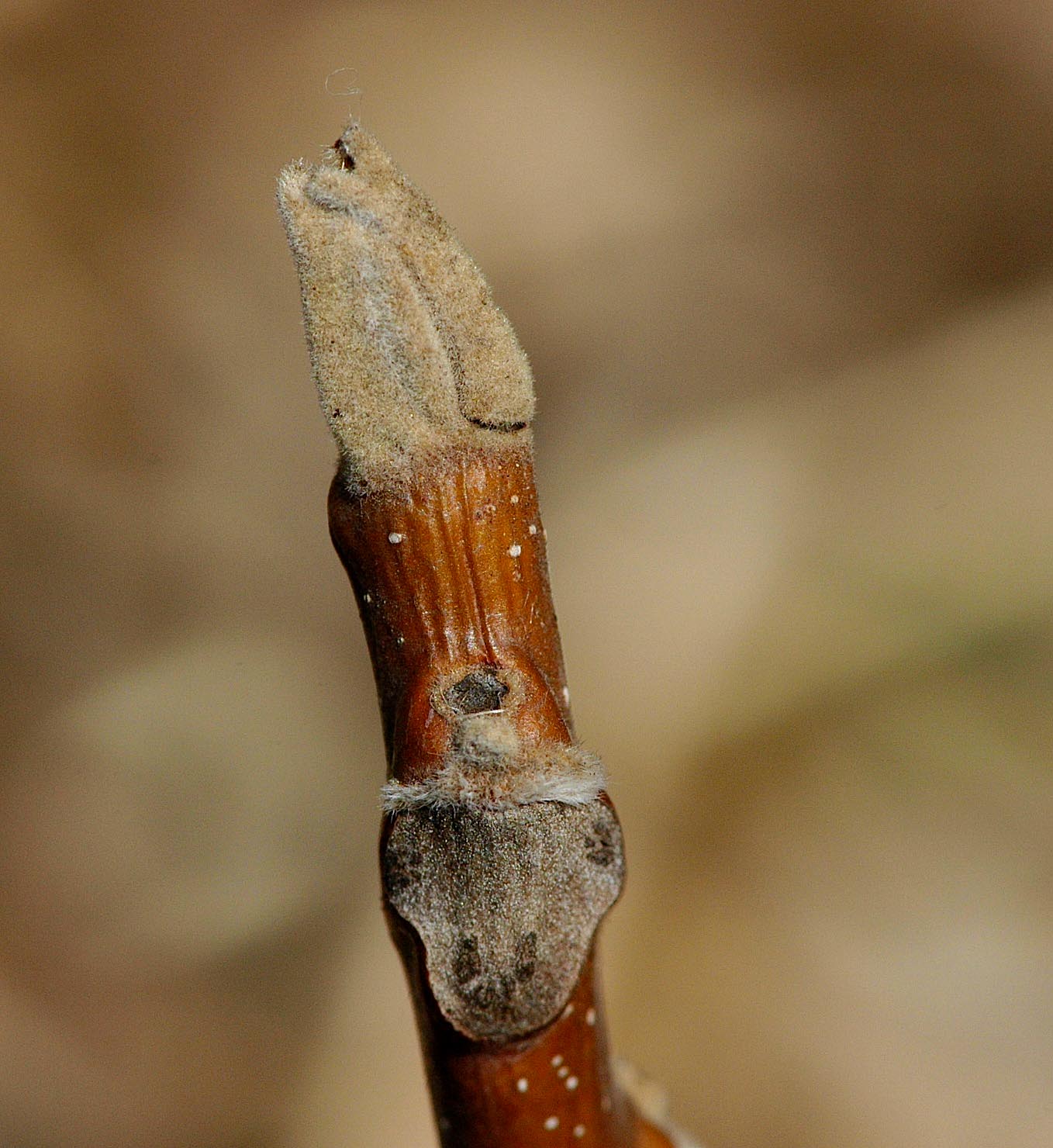 Field Biology in Southeastern Ohio: Hibernation Is Over!