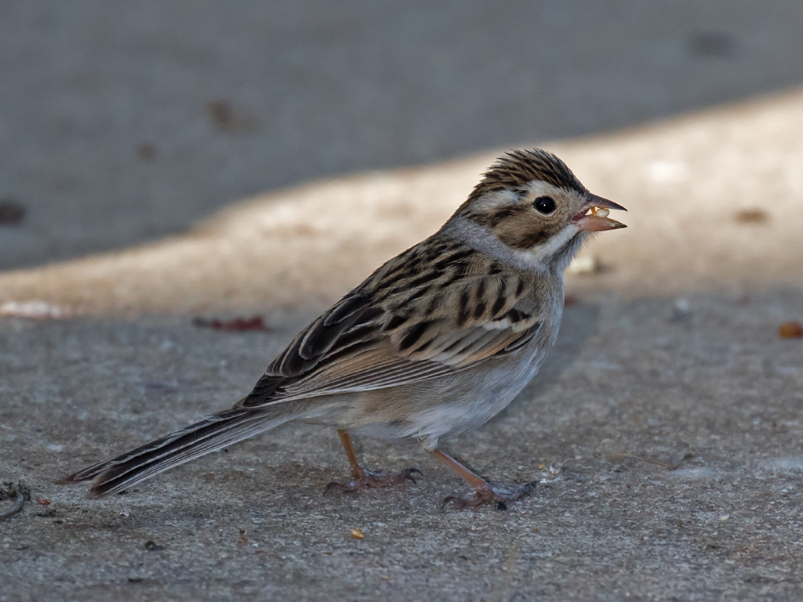 Edward Plumer: Clay-Colored Sparrows in Yard