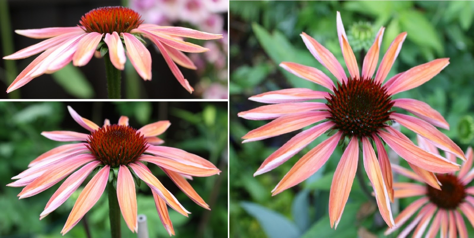 Heléns Trädgårdsplätt: ¤ Mina blommor