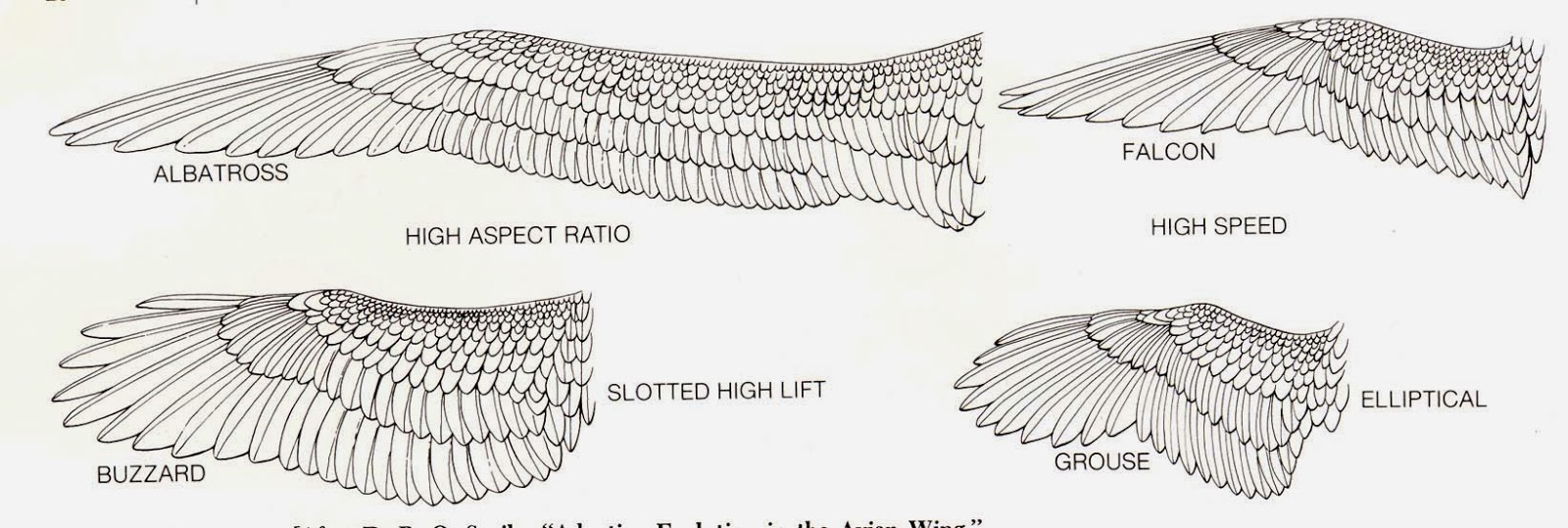 H._albicilla_wing.png (3990×2112) | WINGS | Pinterest | Wings, Feathers ...