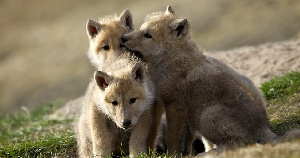 White Wolf : Amazing pictures of the Arctic wolves in the High Arctic.