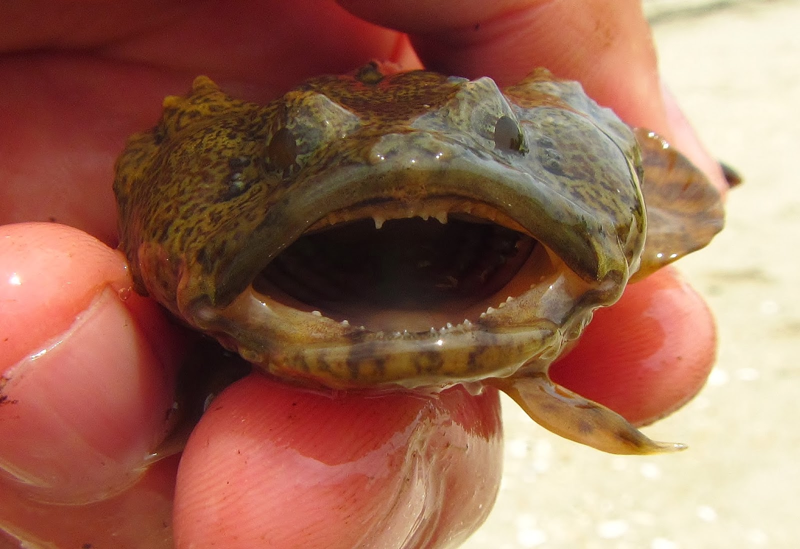 Oyster Toadfish Teeth
