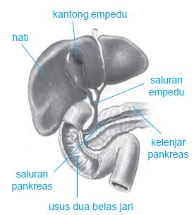 Organ dan Alat Saluran Sistem Pencernaan Makanan Pada Manusia Lengkap ...