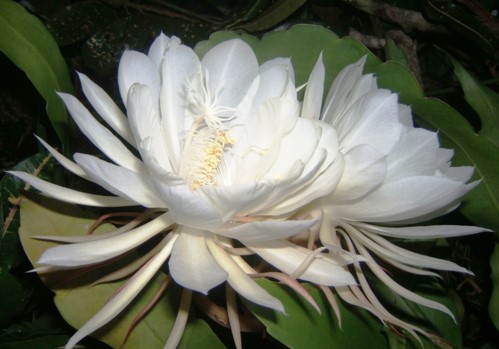 Kadupul Flowers | WONDERFUL SRI LANKA