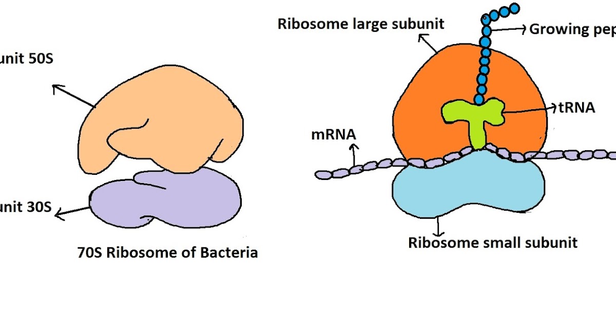 microbiology
