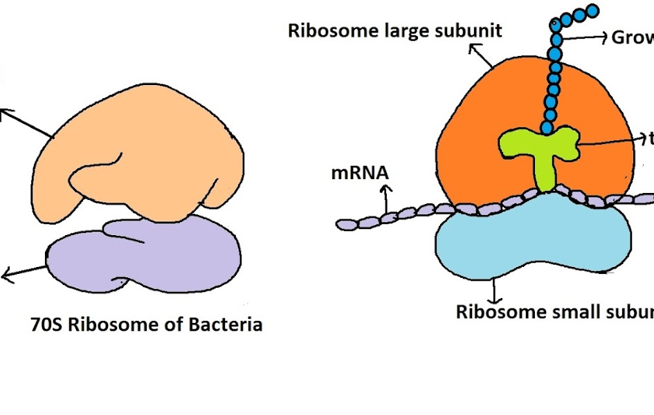microbiology