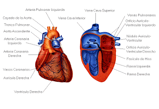 IMAGENES: EL CORAZON Y SUS PARTES