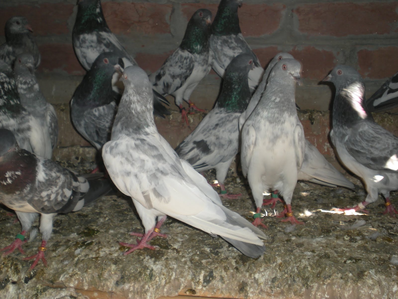 Pakistani Tipplers (Kabootar Baaz) | UK & USA Pigeons | Fancy Pigeons ...
