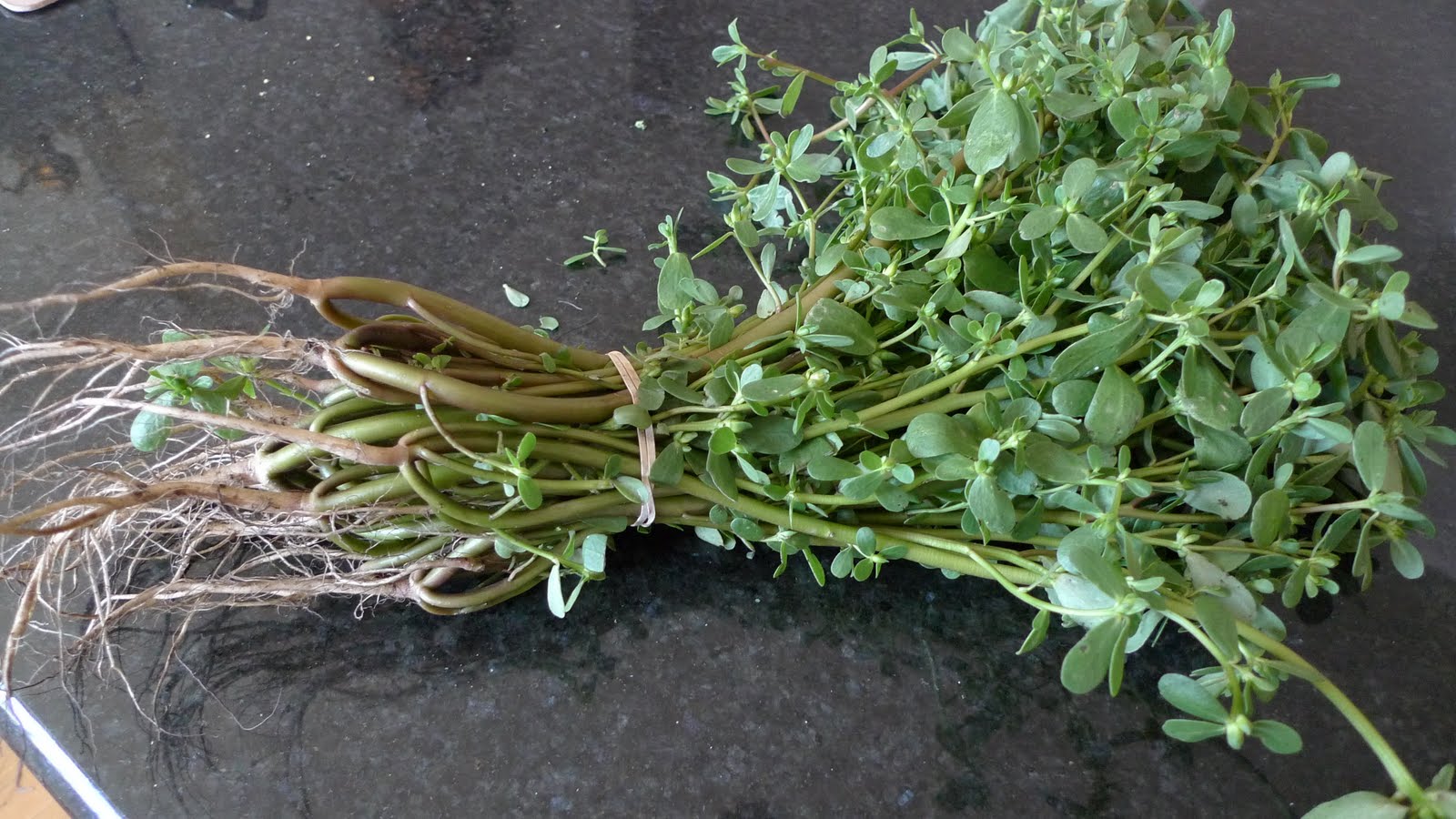 The Spice Doc: Purslane, the Underappreciated Weed