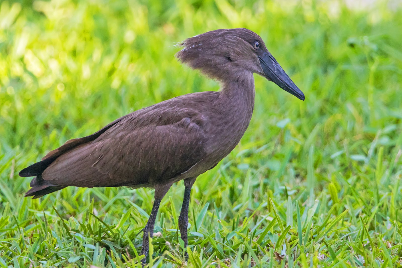 THE GAMBIA November 2017: Hamerkop