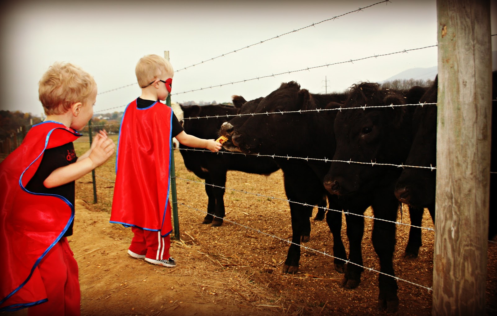 Two Bears Farm and the Three Cubs: The Pumpkin Patch - Jeter Farm ...