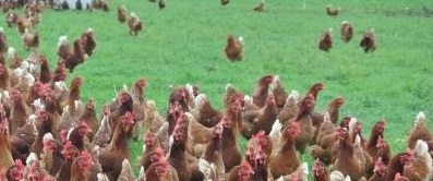 Free Range Eggs: How to set up your own free range farm