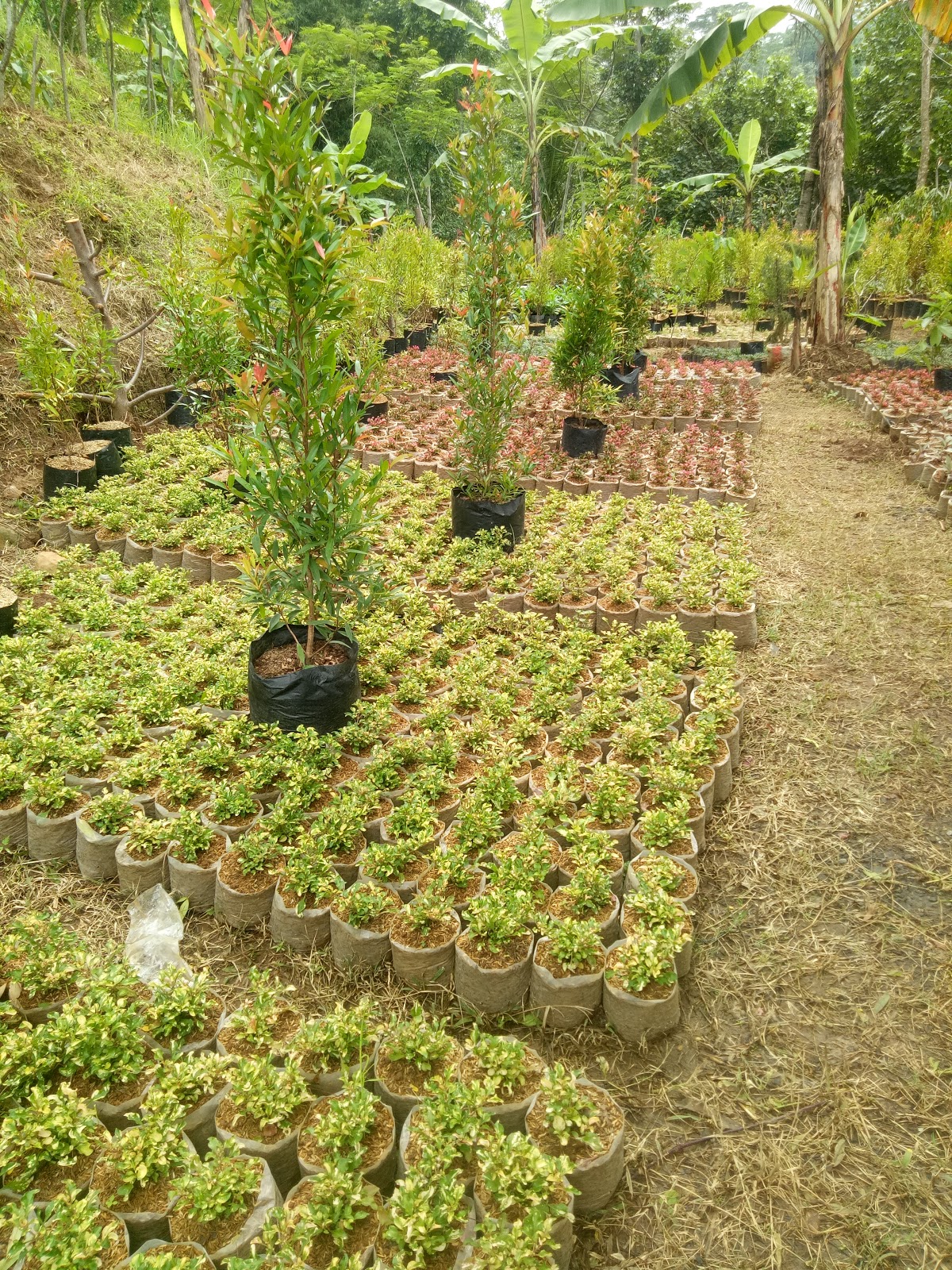 JUAL TANAMAN HIAS KUCAI MINI ~ SINOX NURSERY
