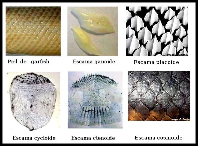 Peces, características generales y clasificación : Los peces son amigos ...