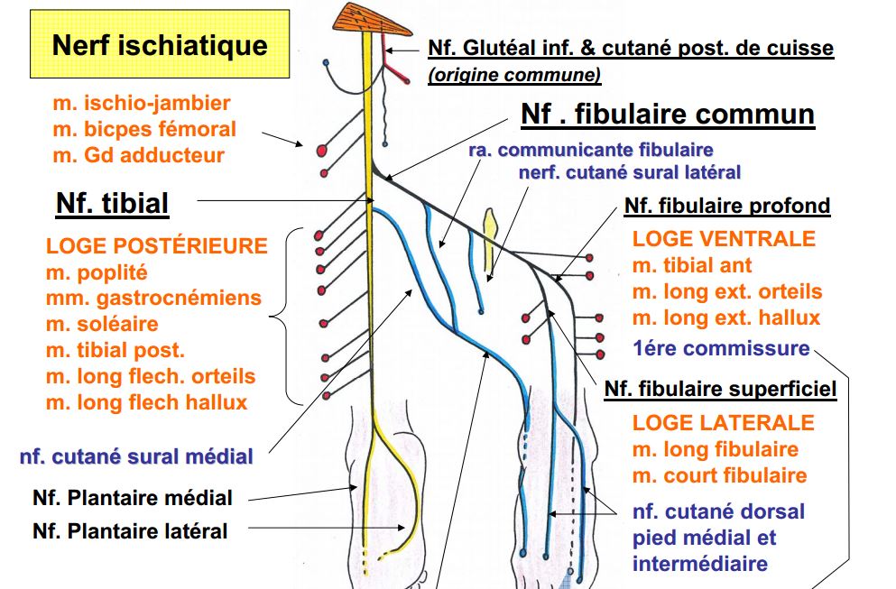 Un médecin du sport vous informe: Innervation du membre inférieur