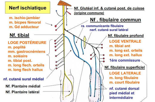 Un médecin du sport vous informe: Innervation du membre inférieur